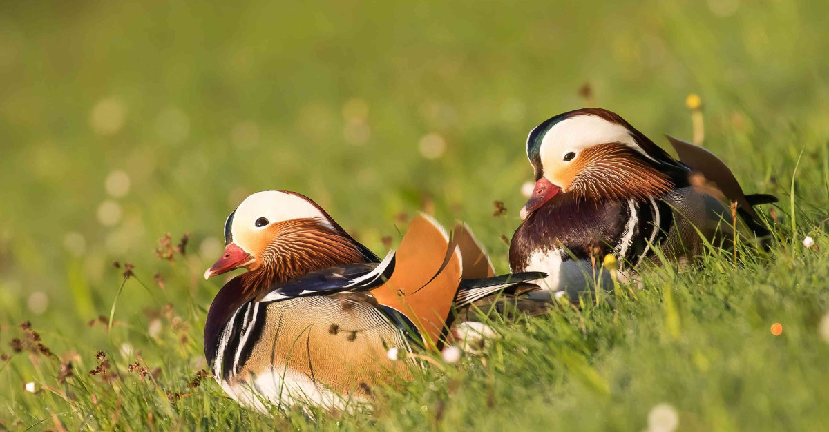 Ratele mandarine Feng Shui. Cum sa folosesti acest simbol al ...